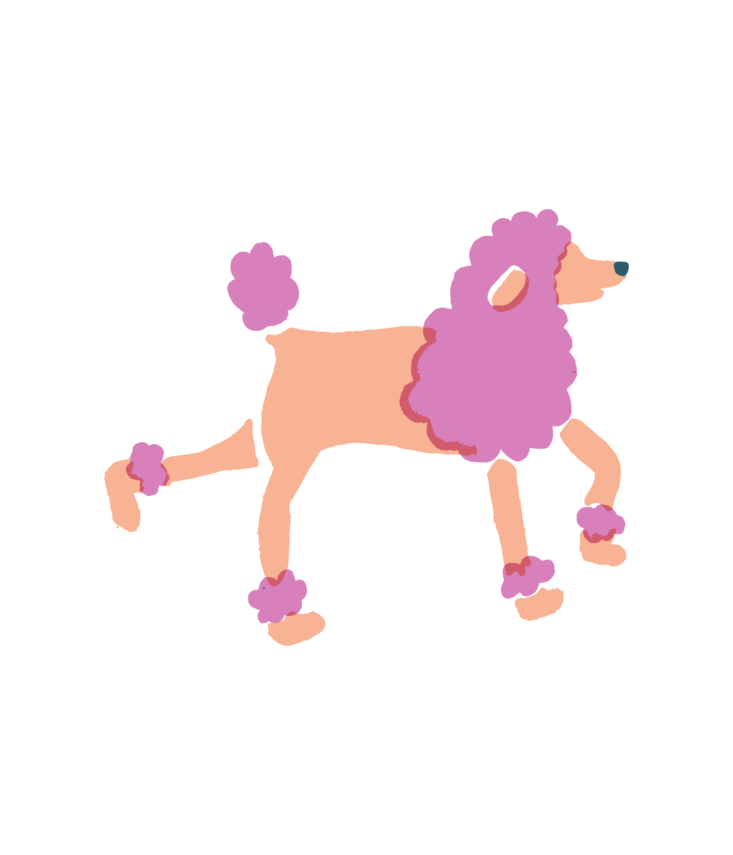 Online pet boutique offering a unique selection of dog accessories ...