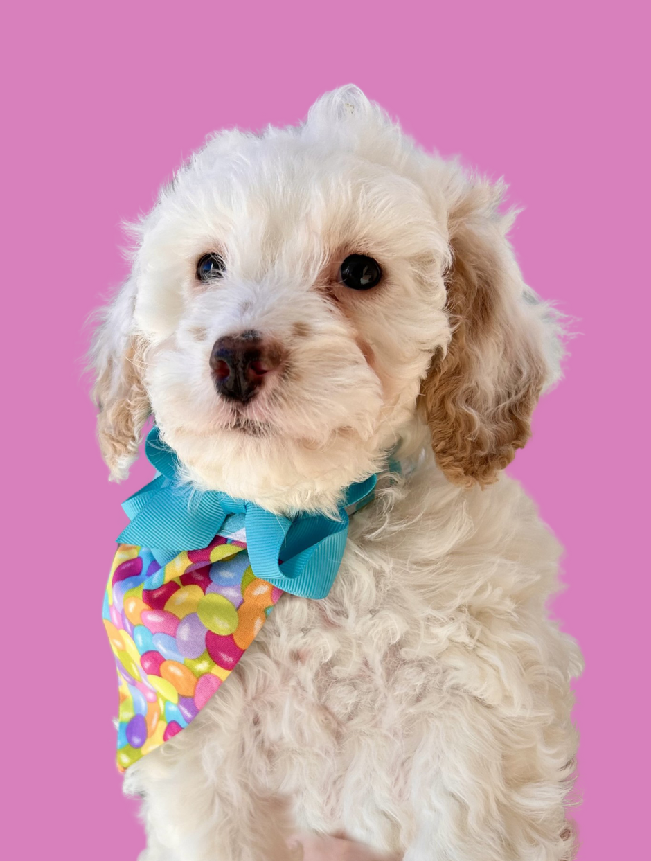 Online pet boutique offering a unique selection of dog accessories ...