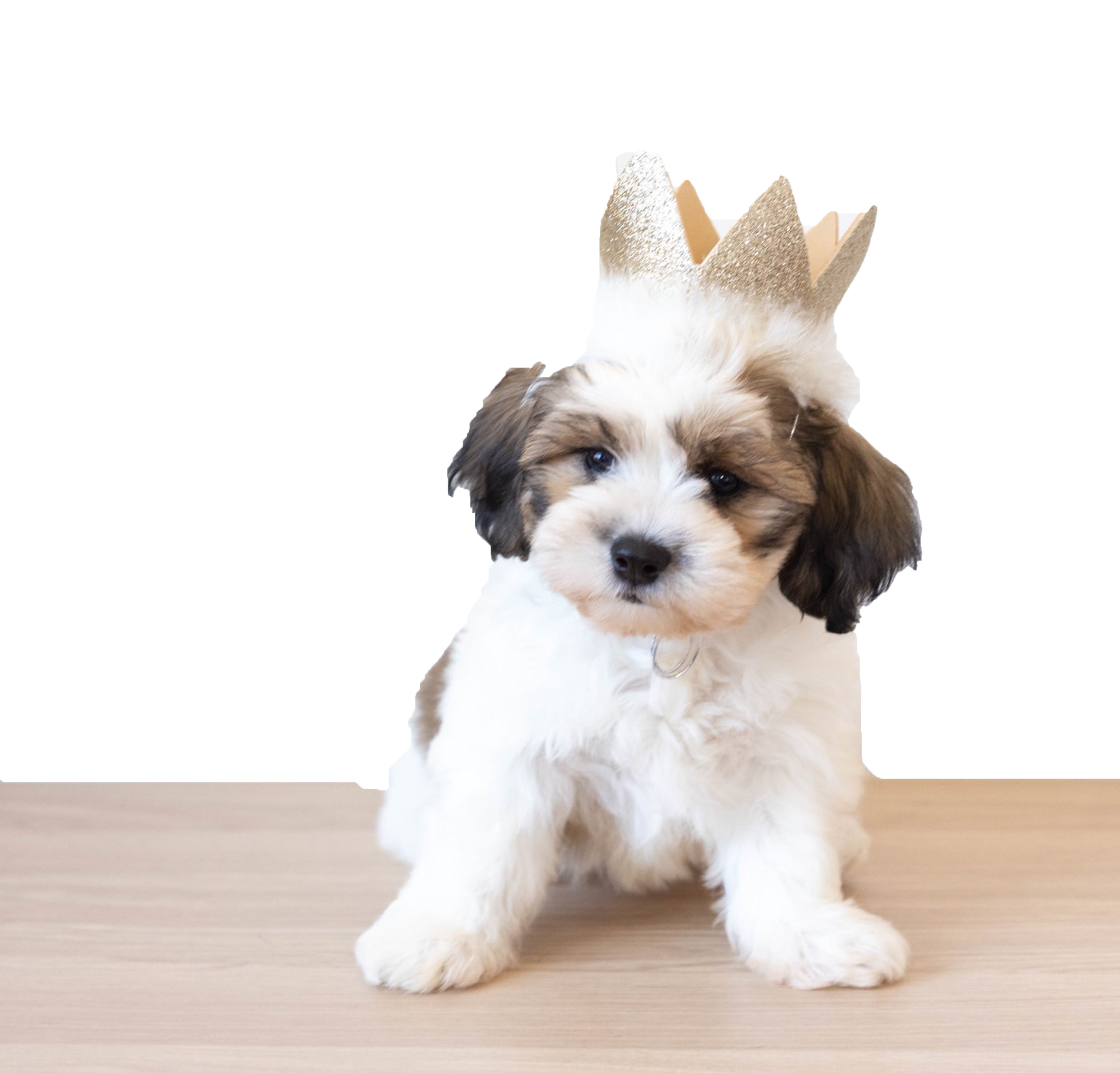 what's in store – land of paws kc