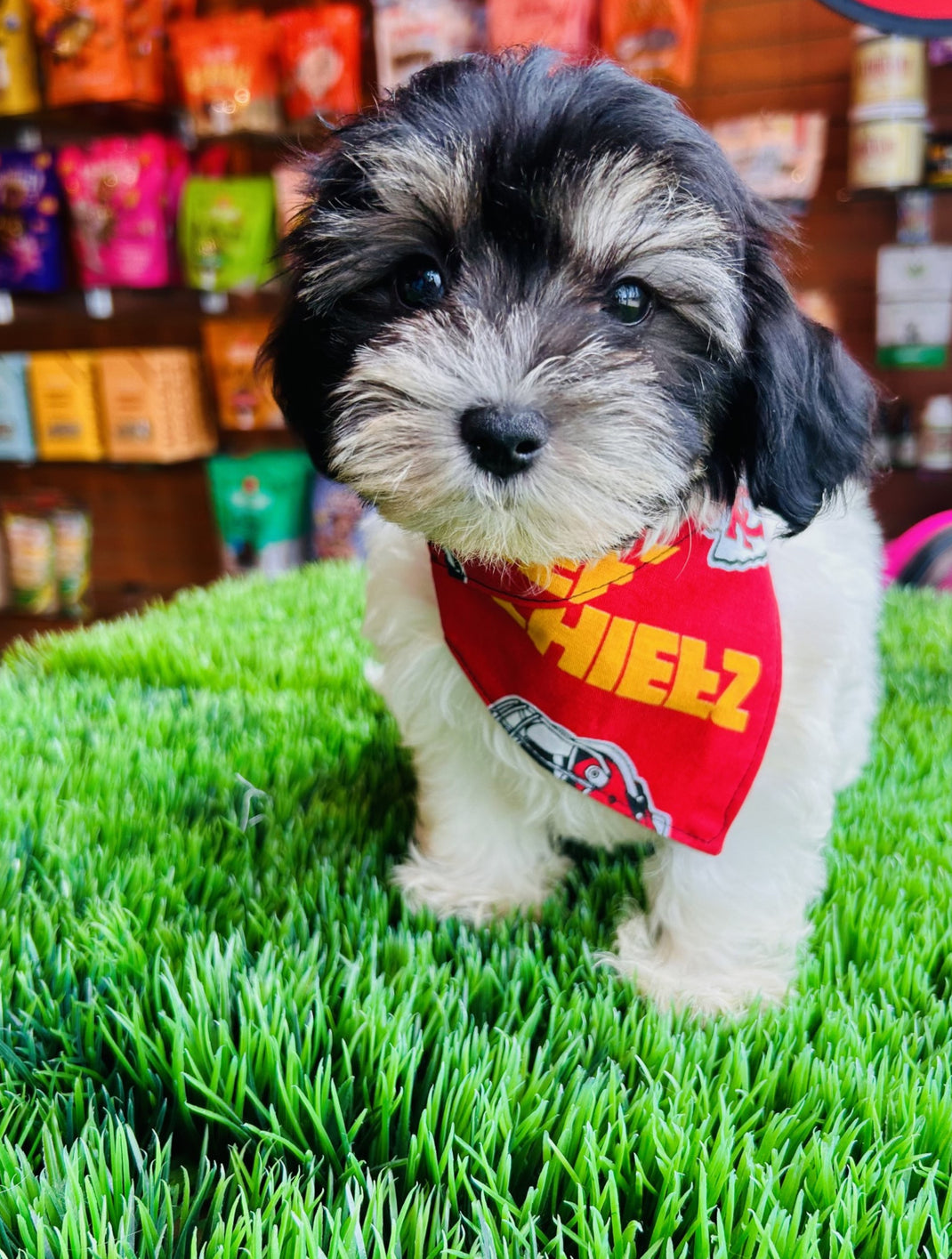 Online pet boutique offering a unique selection of dog accessories ...